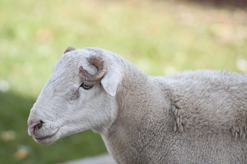 Ramand Stock Photos - Free & Royalty-Free Stock Photos from Dreamstime