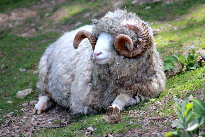 Close Up Dorset Ram Stock Photos - Free & Royalty-Free Stock Photos ...