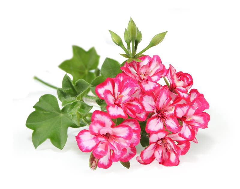 Close-up of Double Pink and White Ivy Geranium Flower Stock Photo ...