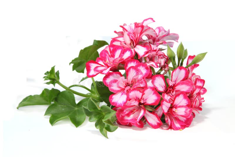 Close-up of Double Pink and White Ivy Geranium Flower Stock Photo ...
