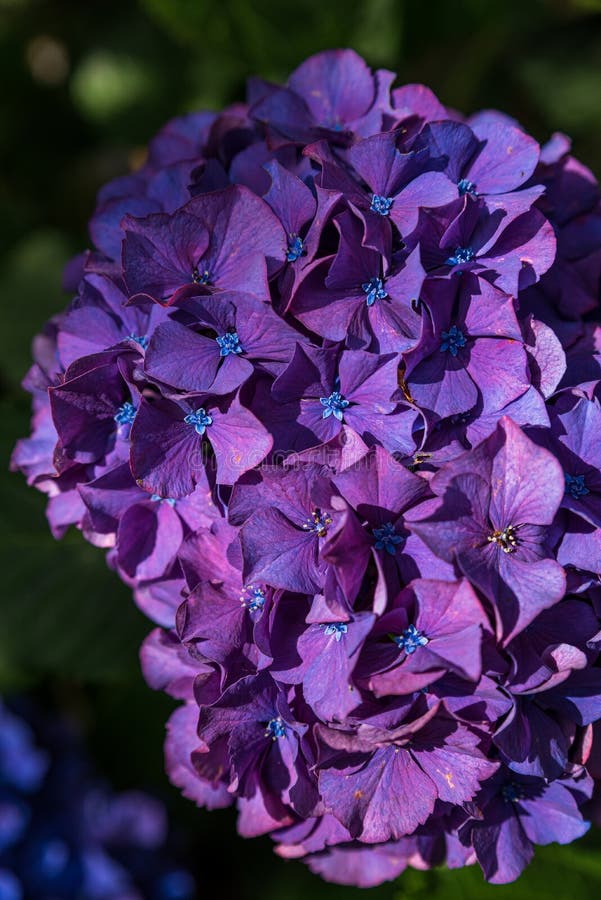 Close Up of a Double Purple Hydrangea Bloom Growing in a Garden Stock ...