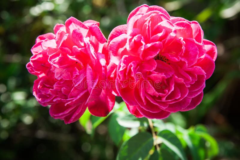 Close Up Double Red Roses in Natural Light Stock Image - Image of ...
