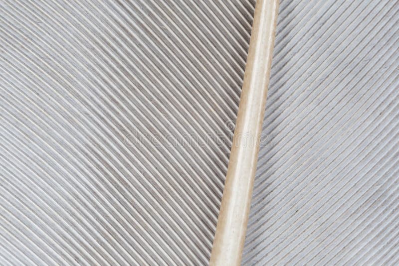 Close Up of Dove Feather Texture Stock Image - Image of striped ...