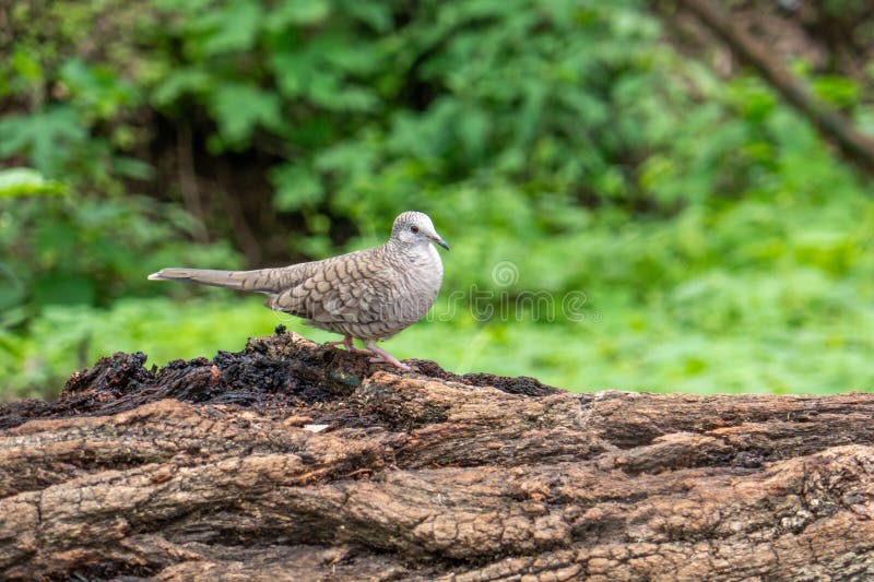 Dove Perched on a Log in a Forest Stock Photo - Image of outdoors ...