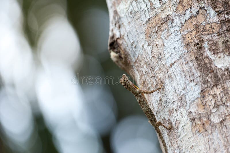 Close Up : Draco Flying Lizard on Tree in Nature Stock Image - Image of ...