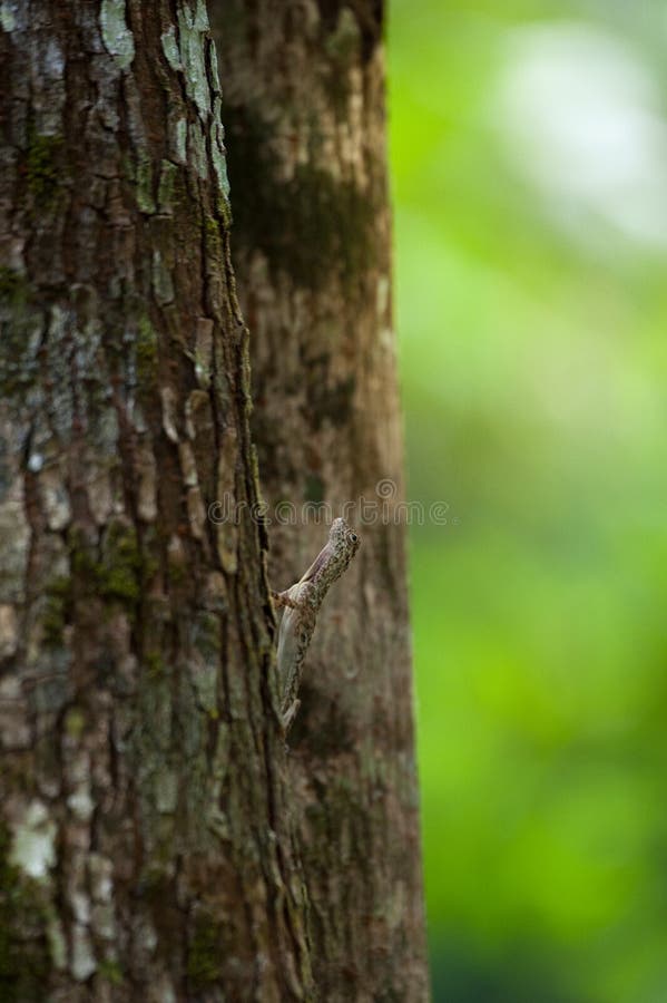 Close Up : Draco Flying Lizard on Tree in Nature Stock Photo - Image of ...