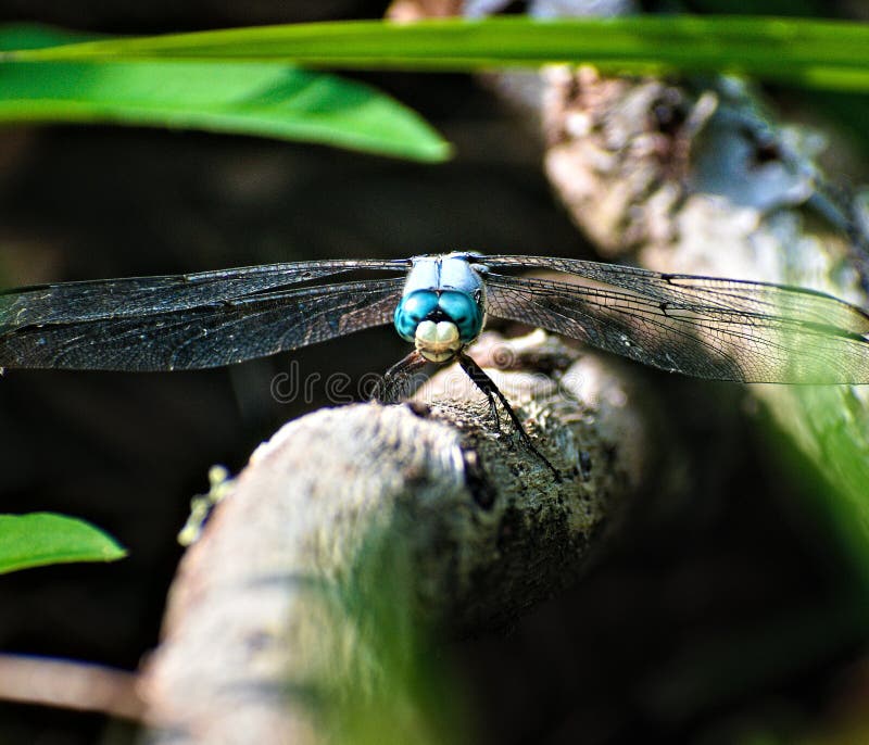 Close Up of a Dragon Fly on a Stick Stock Image - Image of life, plant ...