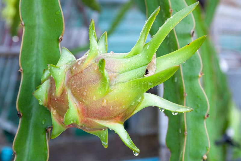 Pitaya Plant stock image. Image of tree, fruit, pitahaya - 92441697