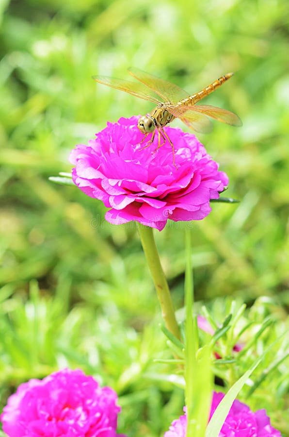 Close Up of Dragonfly Insect on Pink Flower with Vertical Views Stock ...