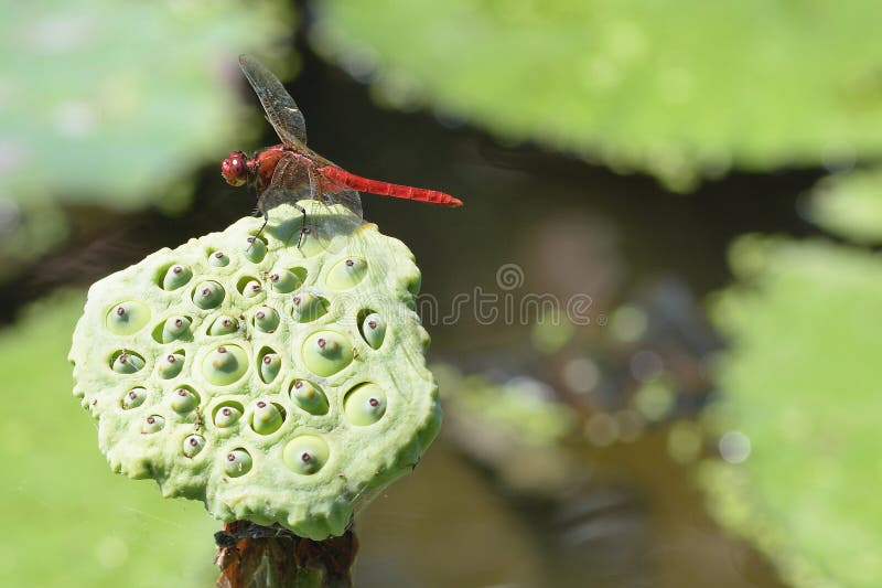 Close Up a Dragonfly on Lotus Flower Stock Photo - Image of branch ...