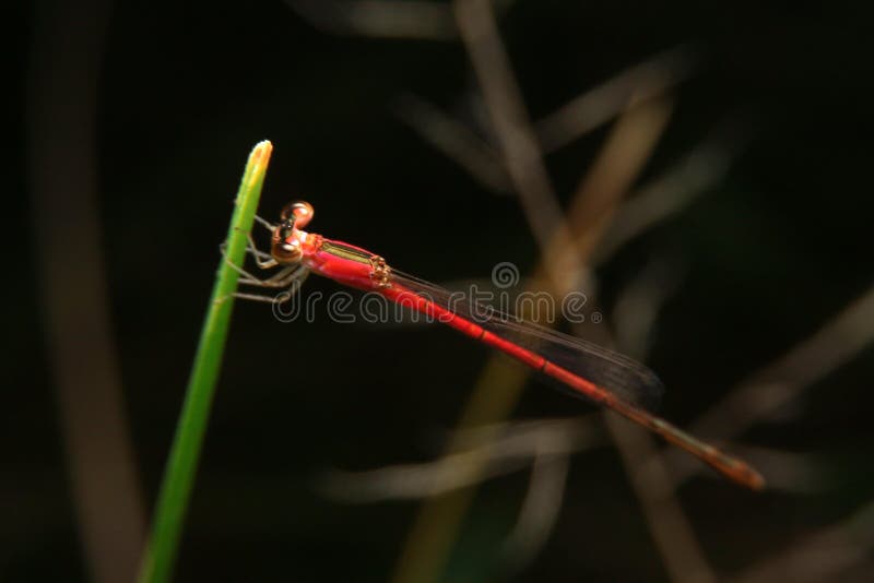 Close-up Dragonfly Night Time Stock Photo - Image of wild, detail ...