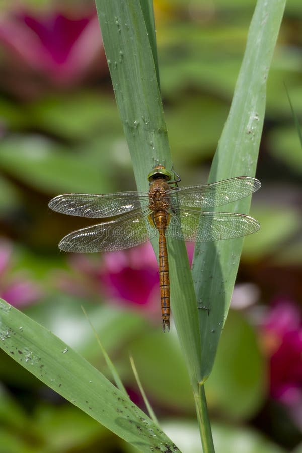Close Up of a Dragonfly Perched on a Twig Stock Image - Image of ...