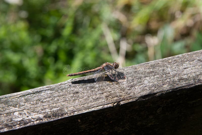 Dragonfly at Rest - Libellula Depressa Stock Photo - Image of fauna ...