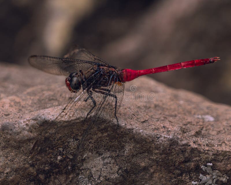 Close Up Red Dragonfly in a Rock Stock Photo - Image of decorative ...
