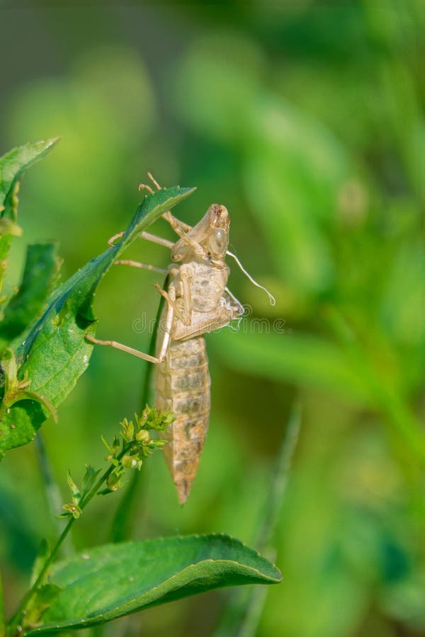 Dragonfly on sea shell stock photo. Image of eyes, damselfly - 55491148