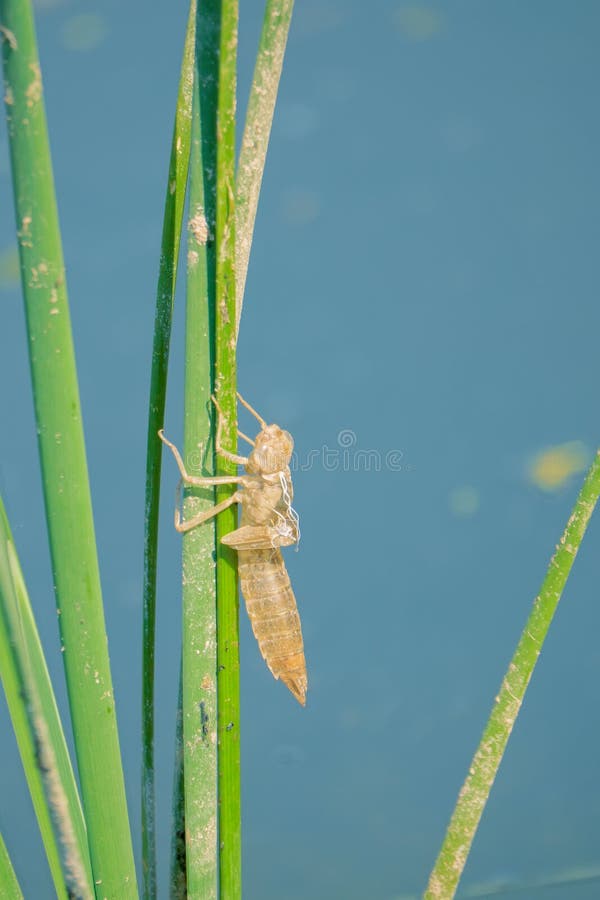 Dragonfly shell stock photo. Image of leaf, wildlife - 187858968