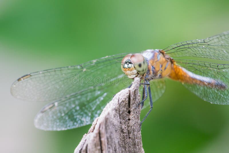 Dragonfly Show Eye and Wing Stock Photo - Image of insects, eyes: 101528084