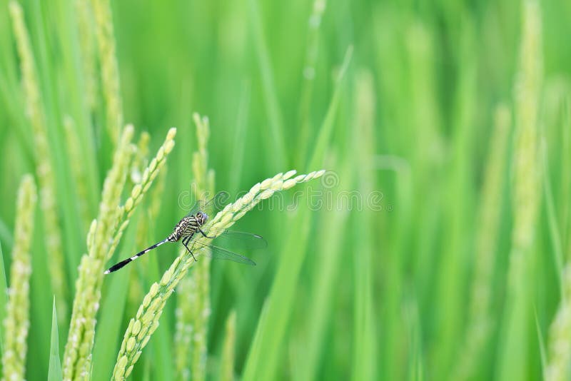 Dragonfly& Rice field1 stock image. Image of nature - 16942919