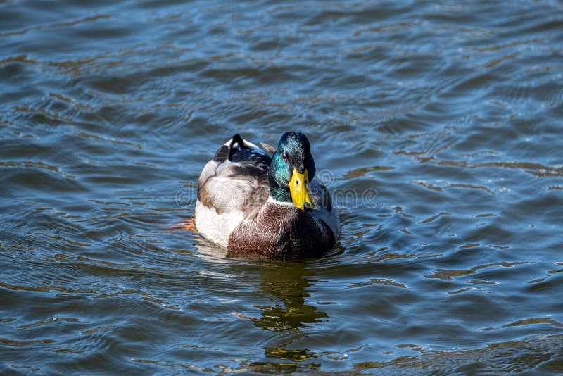Close Up of a Drake Floating on a Pond with Blue Water Stock Photo ...