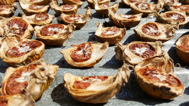 Close-up Dried Areca Nut, Betel Nut, Thailand Stock Photo - Image of ...