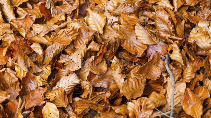Close Up of Dried Beech Tree Leaves Stock Photo - Image of sunlight ...
