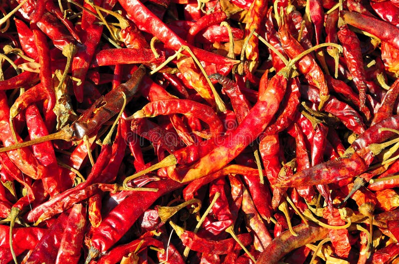 Close up of dried chilli stock photo. Image of closeup - 41664264