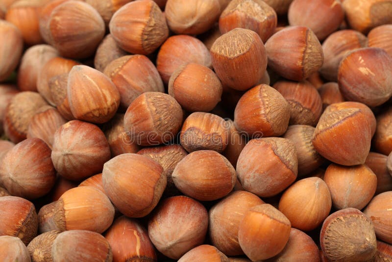 The Close-up Of Dried Cooked Hazelnut Stock Image - Image of aliment ...