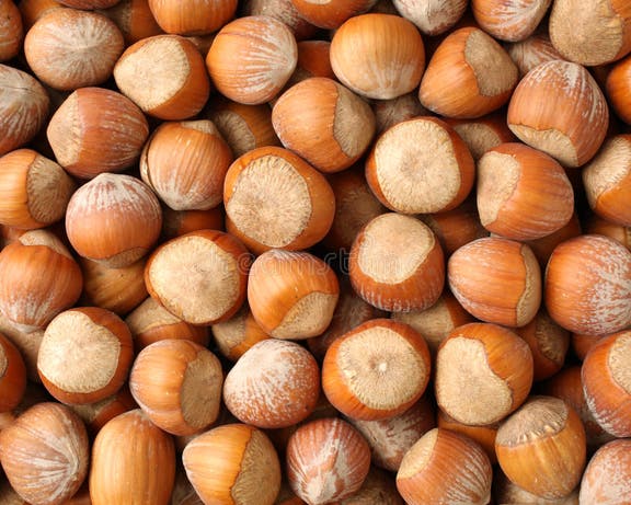 Dried cooked hazelnut stock photo. Image of aliment - 114514618