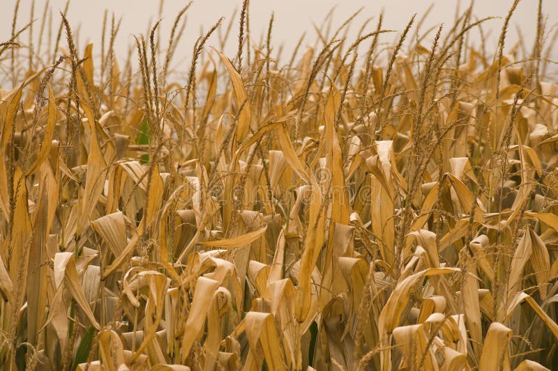 Close Up of Dried Corn Field Stock Photo - Image of corn, tassels ...