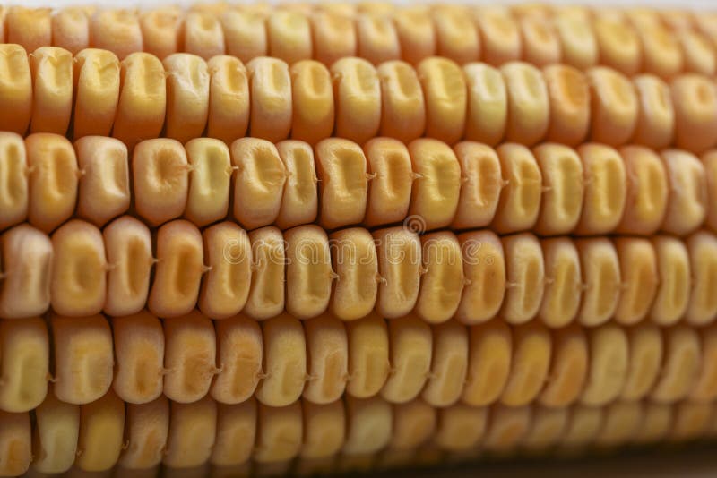 Close Up of Dried Corn Seed , Grains of Ripe Corn Stock Image - Image ...