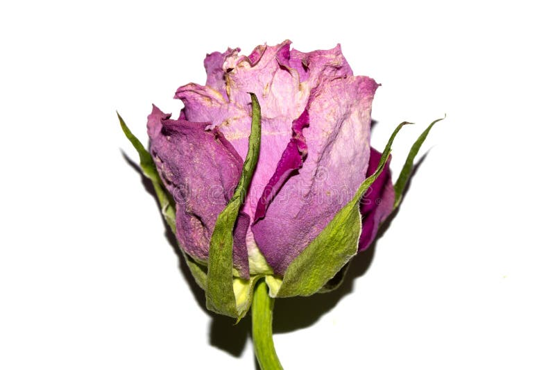 Close Up of a Dried Dead Red Rose Flower and Petals Stock Image - Image ...