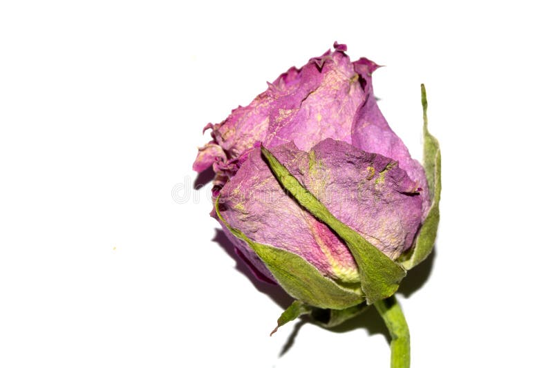Close Up of a Dried Dead Red Rose Flower and Petals Stock Image - Image ...