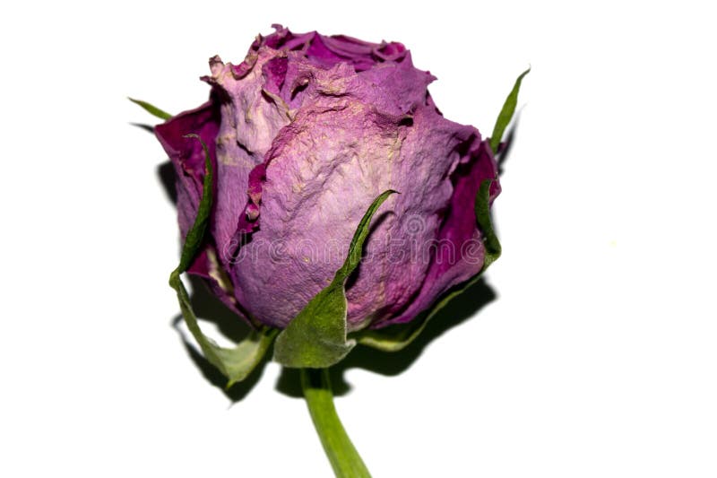 Close Up of a Dried Dead Red Rose Flower and Petals Stock Image - Image ...