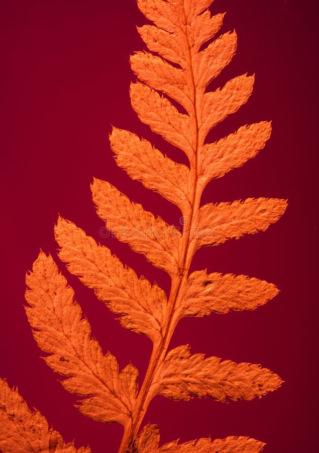 Close-up of Dried Fern stock image. Image of houseplant - 2214567