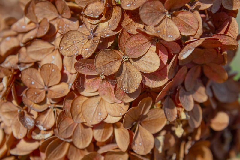 Close-up Dried Hydrangea Flowers Background. Natural Background Stock ...