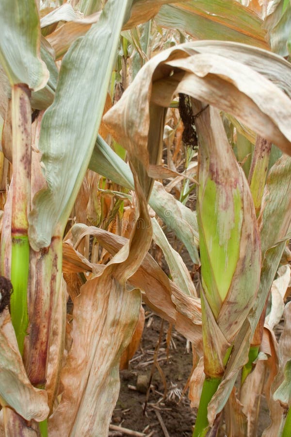 Dried Corn Leaves and Corn stock image. Image of outside - 164020241