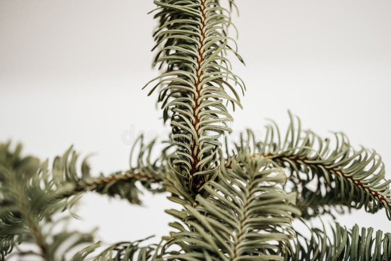 Close-up of Dried Macro Fir Tree Branch Isolated on White Stock Image ...