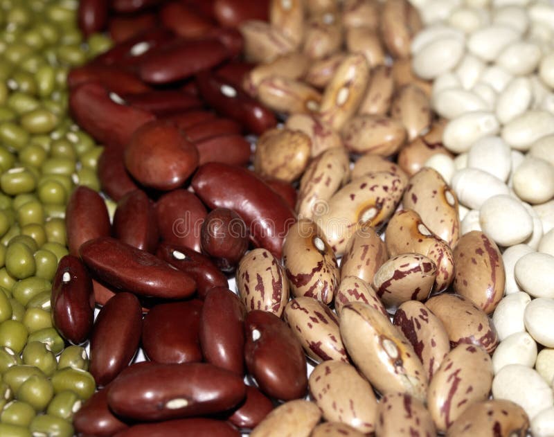 A Close Up of Dried Mixed Beans and Pulses in Lines on a White ...