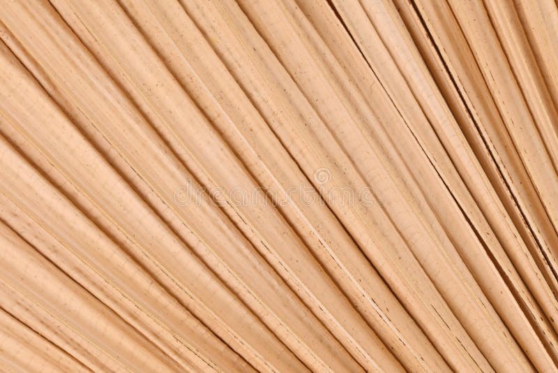 Dried Natural Palm Tree Leaf Stock Image - Image of plant, leaf: 253291217