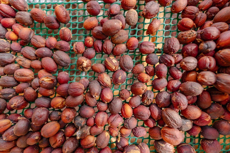 A Close Up of Dried Nuts on a Mesh Screen Stock Photo - Image of green ...