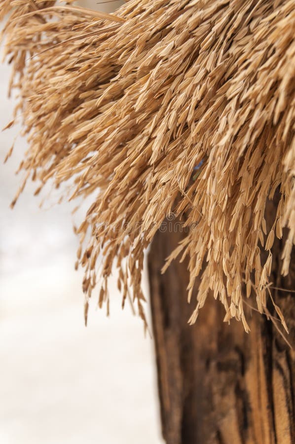 Close-up of Dried Rice Paddy Stock Image - Image of cereal, agriculture ...