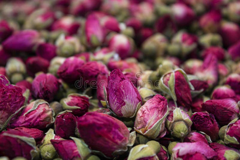 Close Up of Dried Roses Covered in Full Screen Stock Image - Image of ...