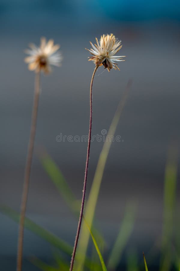 Close-up the Dried Seed of a Tridax Daisy Flower when Withering Stock ...