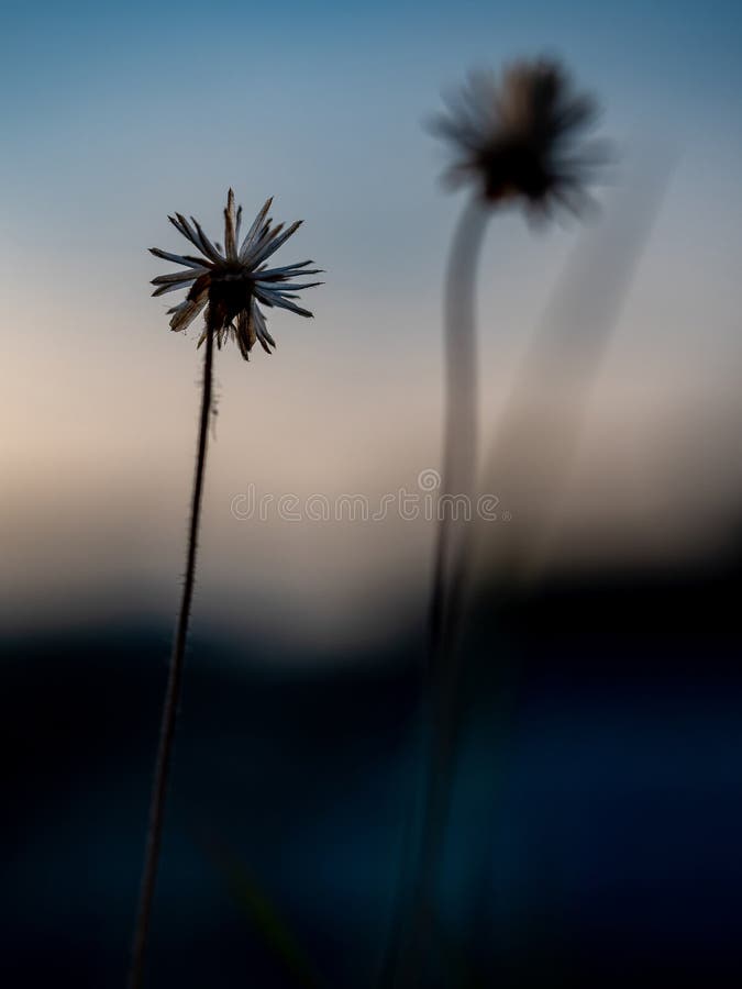 Close-up the Dried Seed of a Tridax Daisy Flower when Withering Stock ...