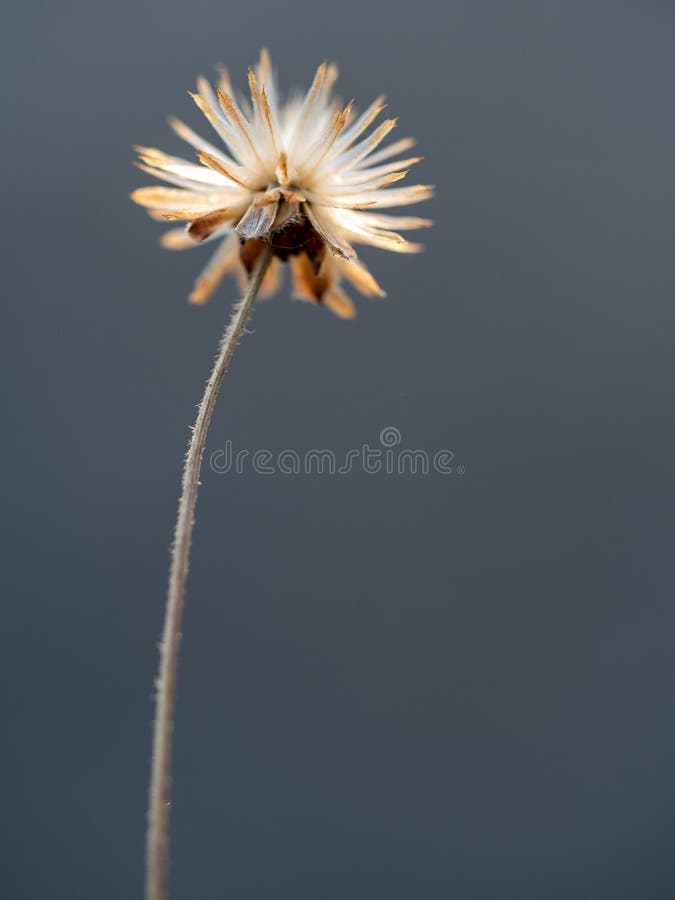 Tridax daisy and bee stock image. Image of beautiful - 121805311