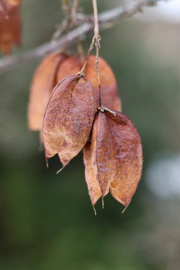 Staphylea, Called Bladdernuts on a Tree in Autumn, Selective Focus ...
