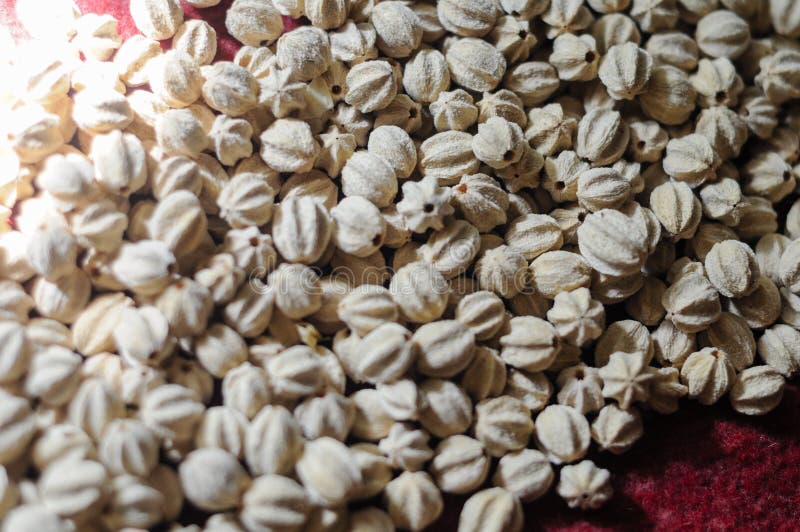 Close-up of Dried Star-shaped Seeds on a Vibrant Red Fabric Background ...