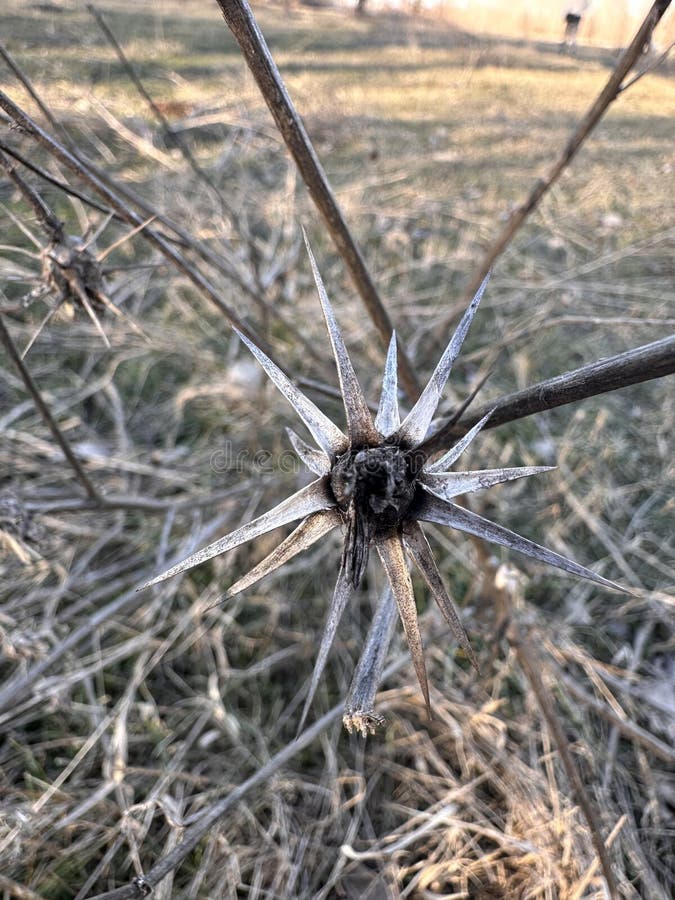 Dry Spiky Thistle in Sharp Focus Stock Image - Image of frost, shape ...