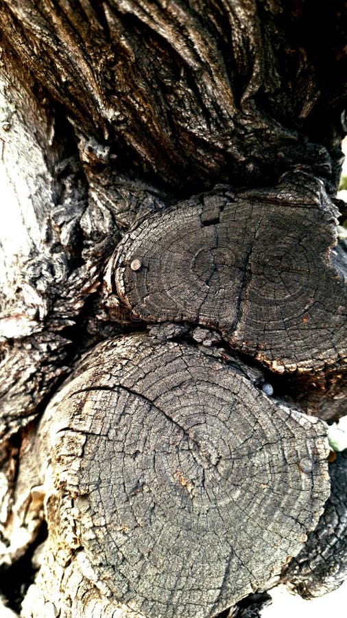 Close-up of Dried Tree Stumps in a Park Stock Image - Image of park ...