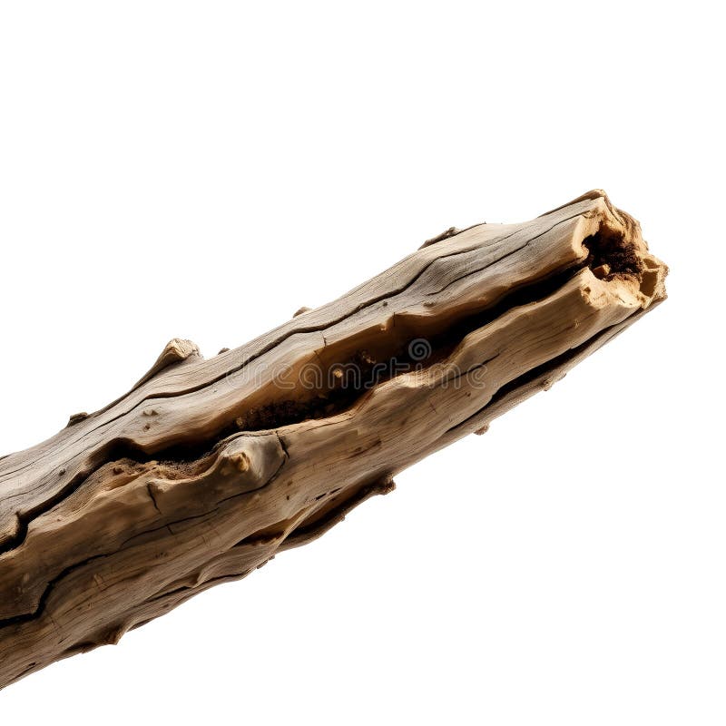 Dried Tree Trunk Close Up on the White Background Stock Illustration ...